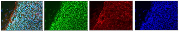 Anti-Sox2 Antibody | AB5603